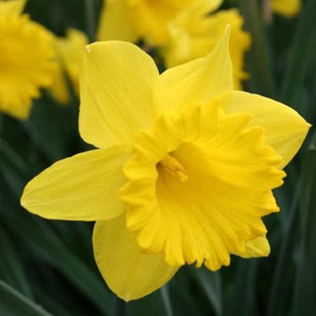 Daffodil Dutch Master (25 Bulbs) - Yellow Daffodil Narcissus Bulbs - Etsy