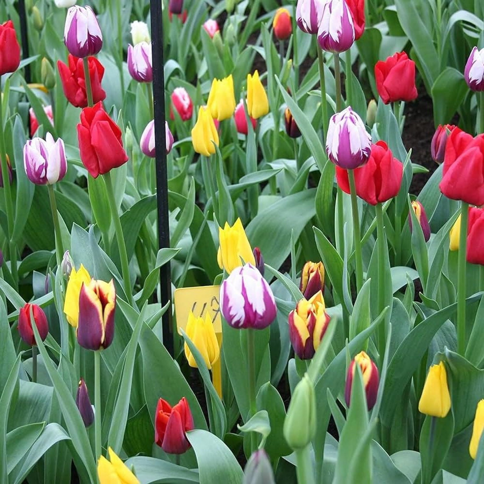 Votaniki Triumph Tulip Mix Bulbs Perennial Tulip Flowering Bulbs for ...