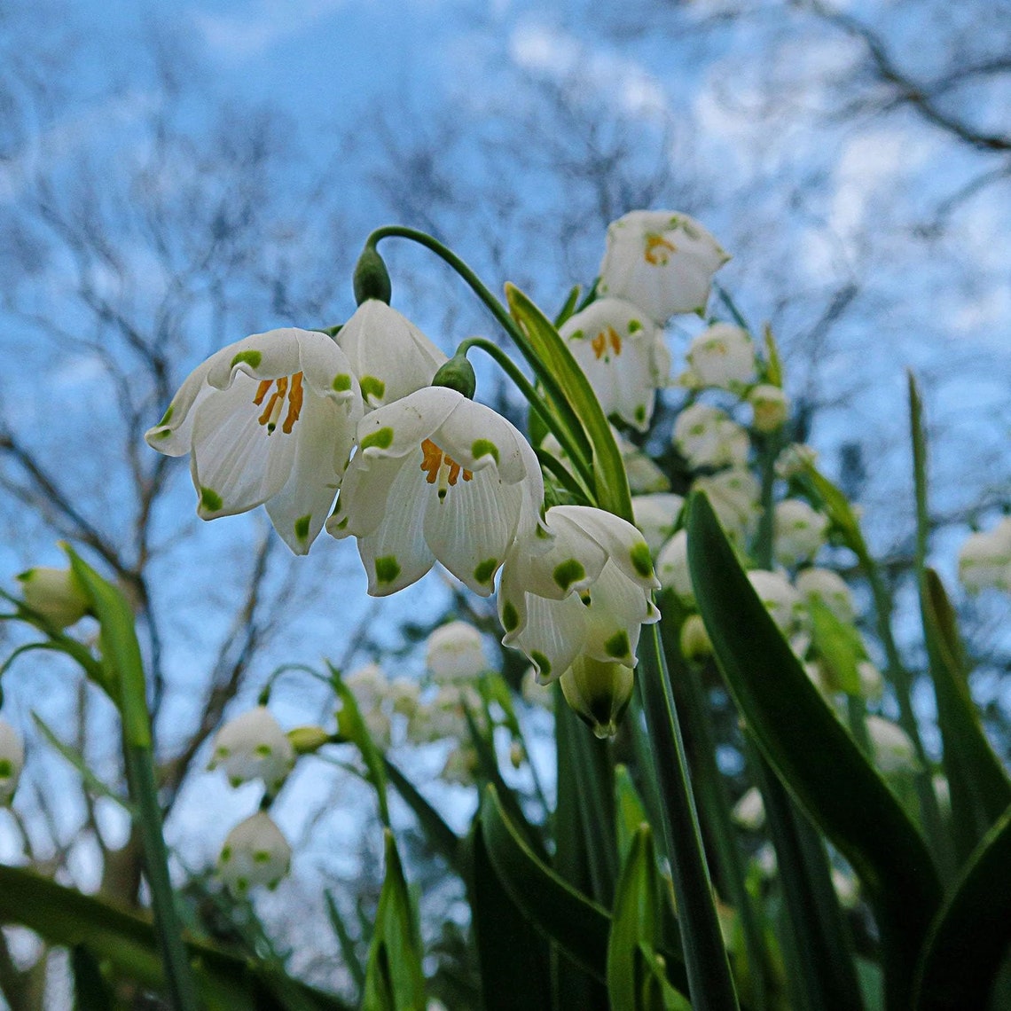 Votaniki Leucojum Aestivum summer Snowflake Bulbs Large Flower ...