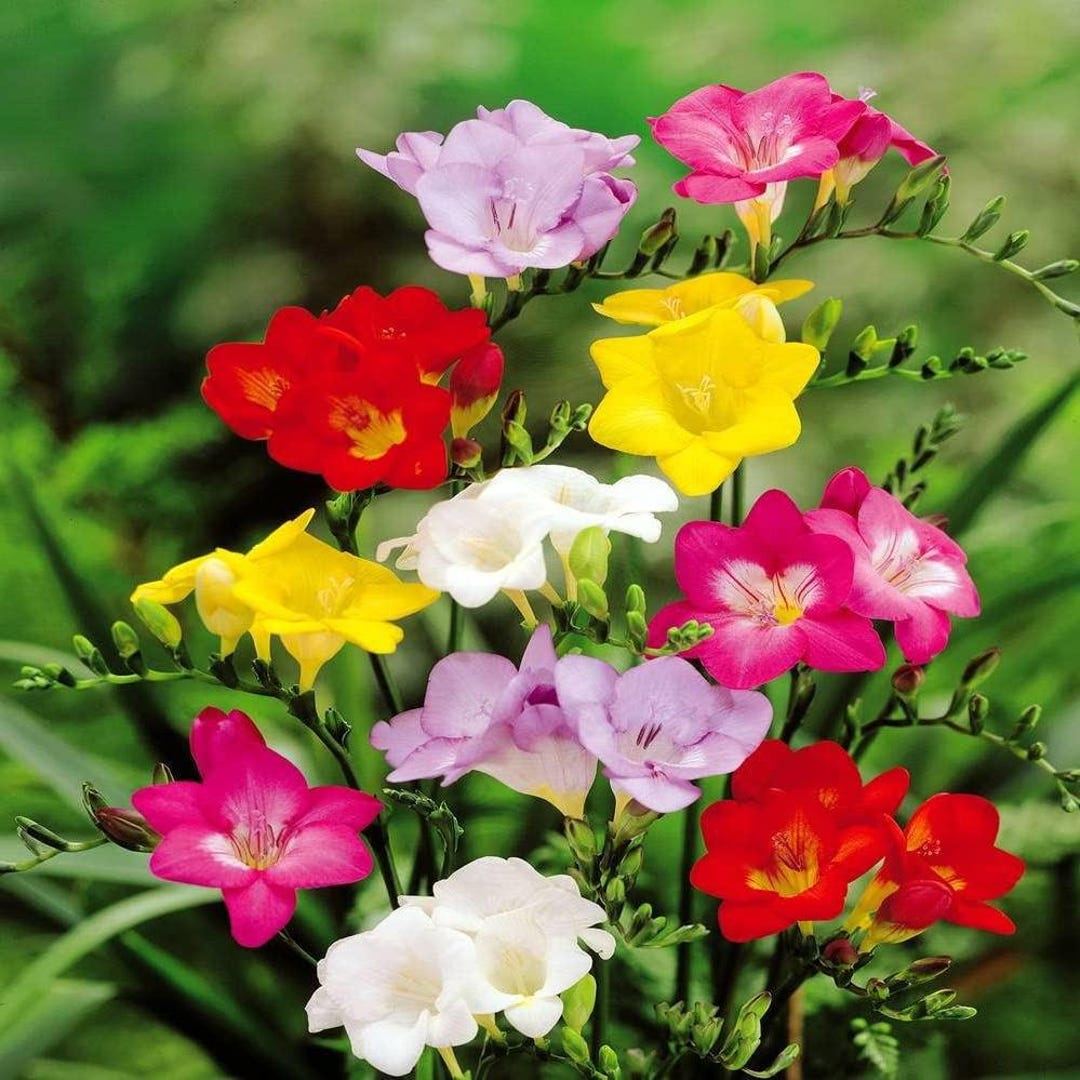 Votaniki Freesia Single Mix Bulbs - Sweet Fragrance, Long Lasting ...