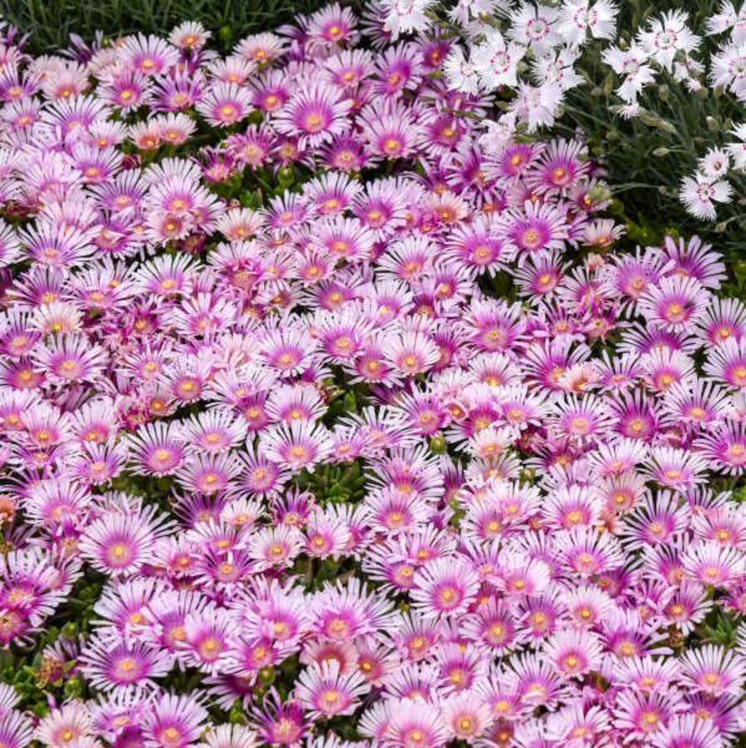 Votanikii Delosperma 'pink Radiance' (hardy Ice Plant) - 3 Inch Root ...