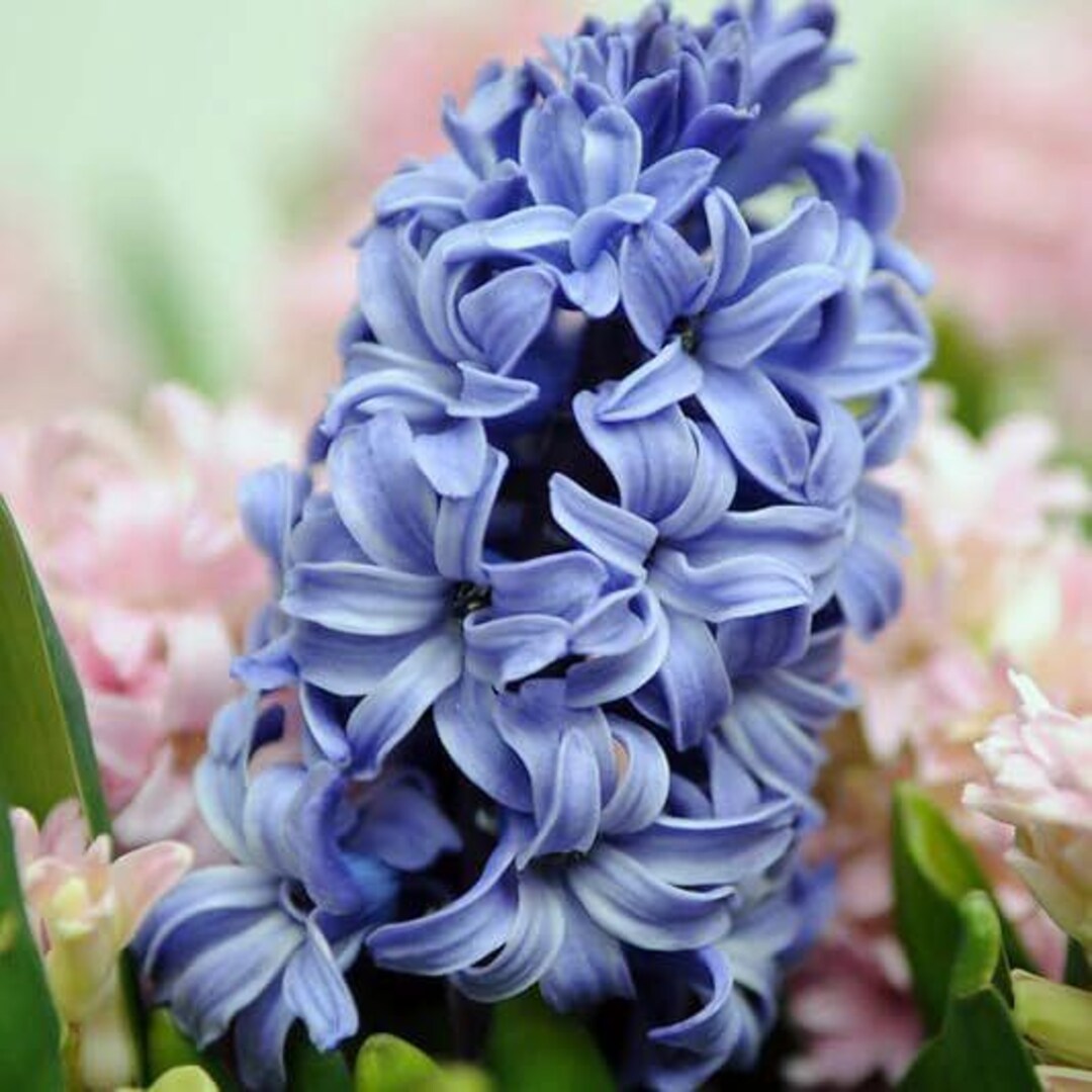 Votaniki Blue Star Hyacinth Bulbs - Perennial Hyacinth Orientalis 'blue ...