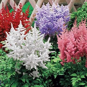 Votaniki Astilbe Mix Bulbs - Astilbe Plants Mixed Colors | Perennial ...