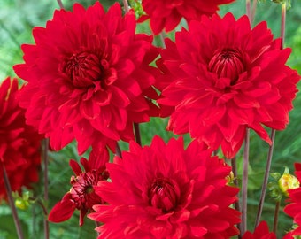 Votaniki John Peed Caladium Perennial Caladium Bulbs for Planting, Red ...