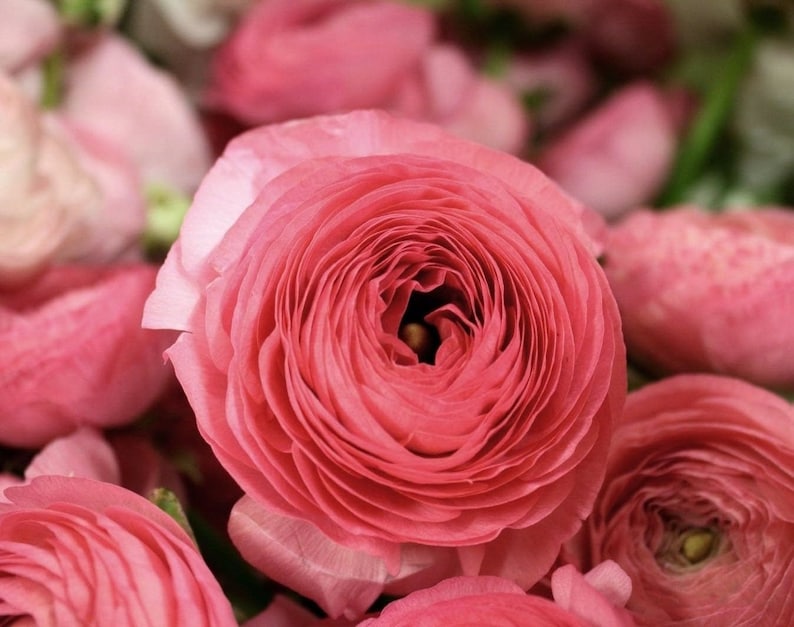 Votaniki Ranunculus Aviv Rose "persian Buttercup" - Perennial ...
