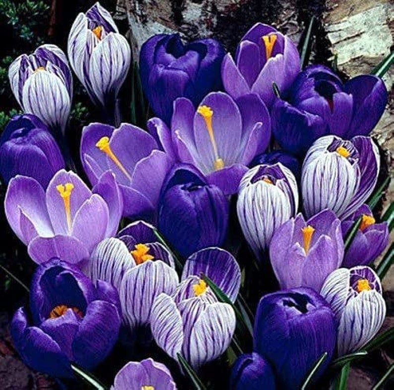 Blue Moon Crocus Mix 22 Large Pre-chilled Bulbs for Springs Blooms - Etsy