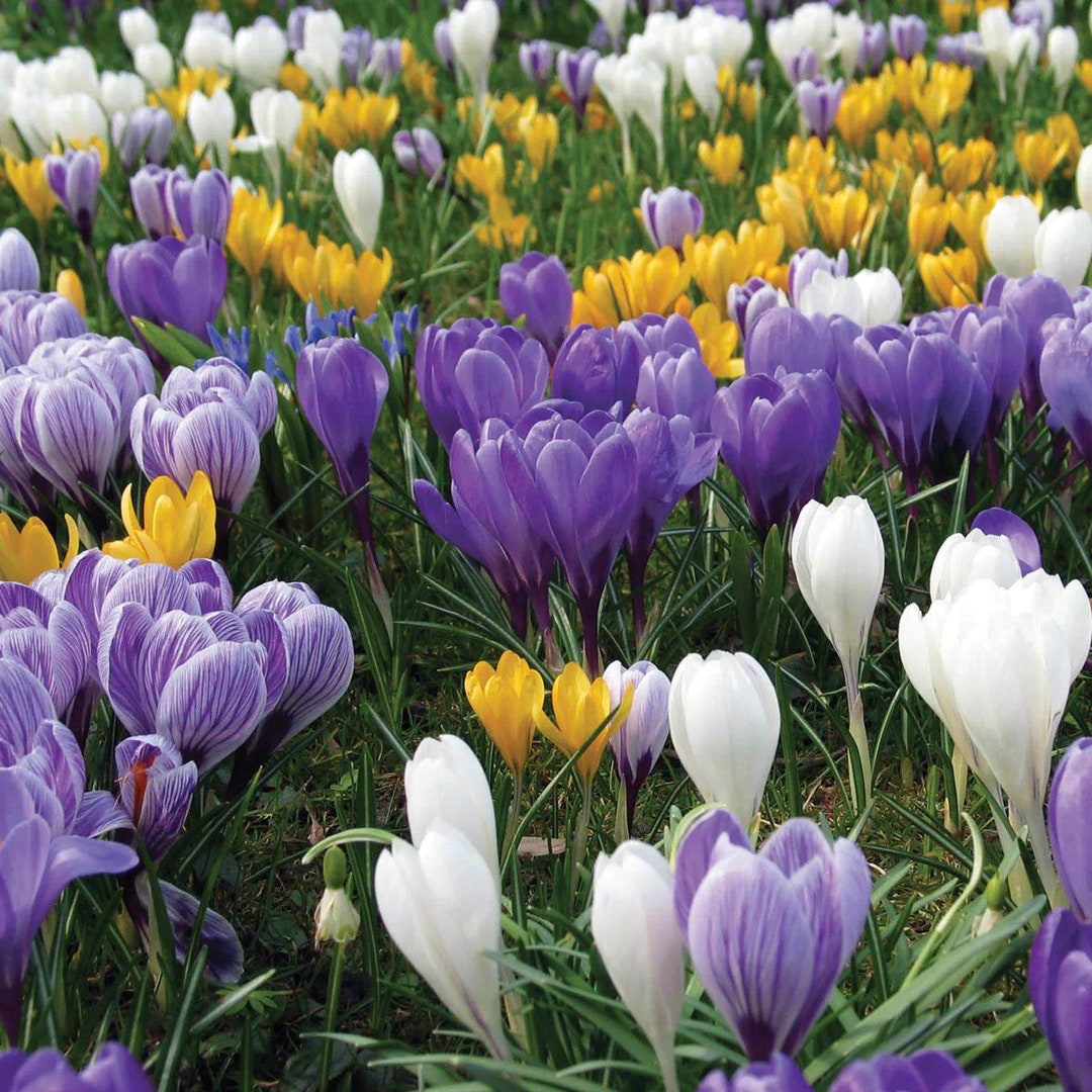Jumbo Crocus Flower Mix Dutch Crocus Perennial Flower Bulbs Large Top ...