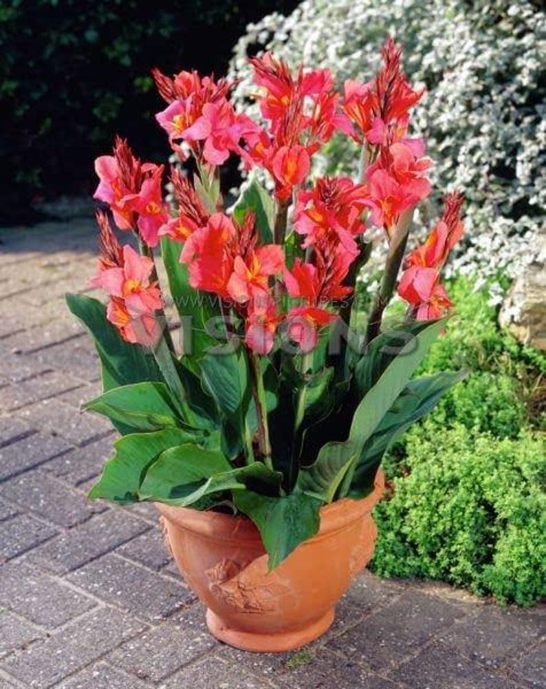Votaniki Red Flower Canna Lily Bulbs for Planting Outdoors - 3 Pcs ...