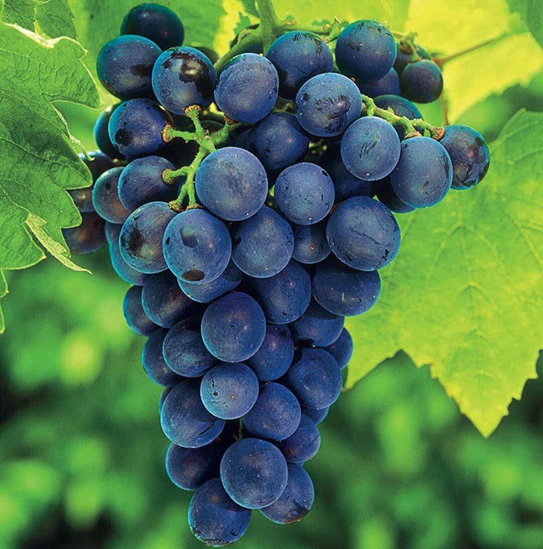 Votaniki Concord Seedless Grape Bare Root Plant Sweet, Juicy, and Easy ...