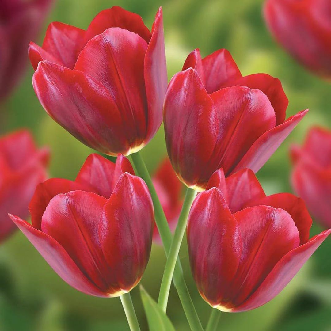 Votaniki Pallada Tulip Bulbs - Hardy Perennial, Pallada Triumph Tulip ...