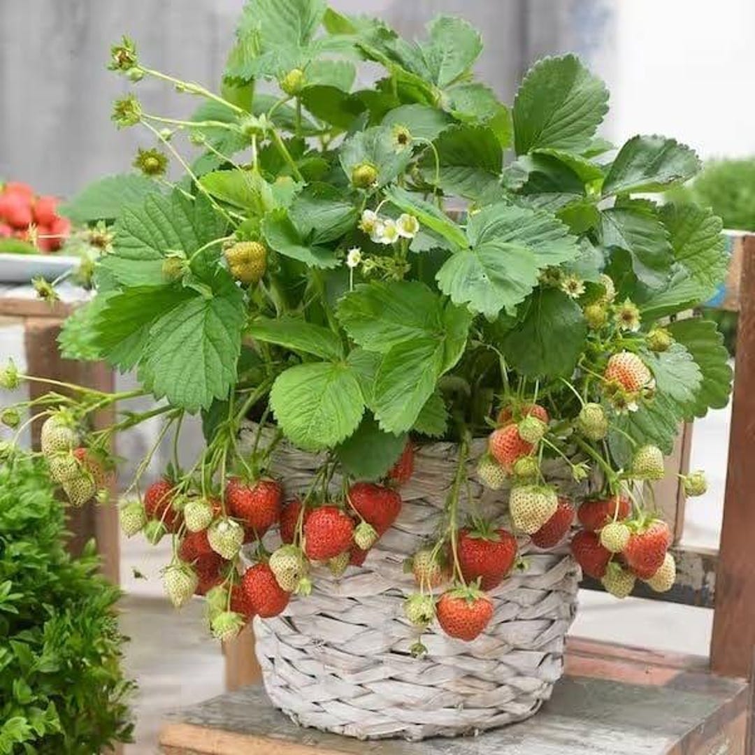 Votaniki Fragaria X Ananassa ‘tristar’ (everbearing Strawberry) Bare ...