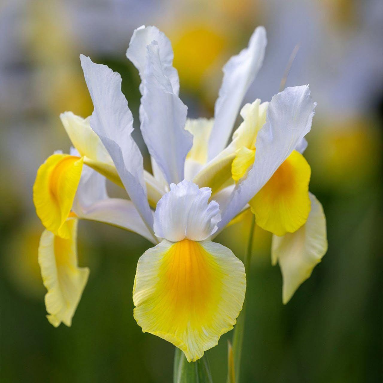 Votaniki Iris Hollandica 'apollo' (dutch Iris) Bulbs - Hardy Perennial ...