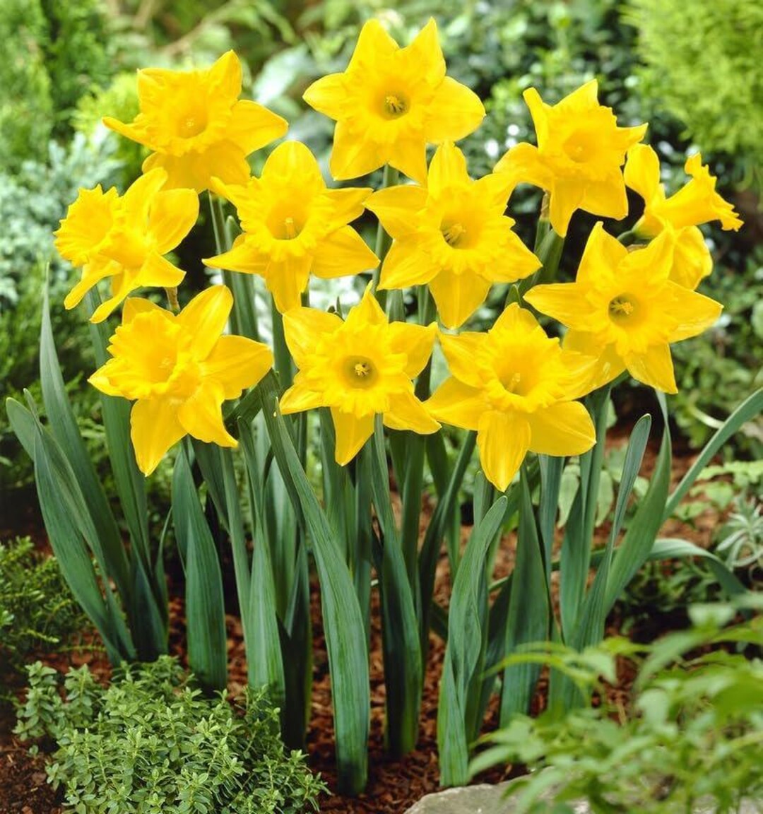 Votaniki Unsurpassable Daffodil Bulbs - Perennials, Long Lasting Blooms ...