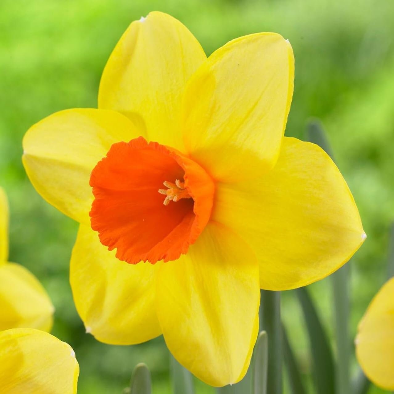 Votaniki Red Devon Daffodil - Fragrant Blooms, Perennial Daffodil Bulbs ...