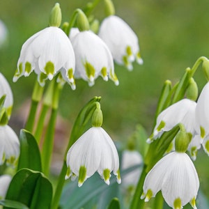 Votaniki Leucojum Aestivum summer Snowflake Bulbs Large Flower ...