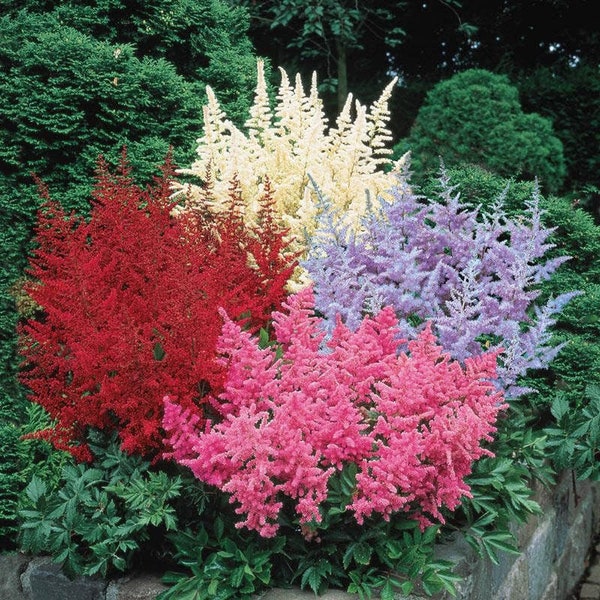 Astilbe Plant - Etsy