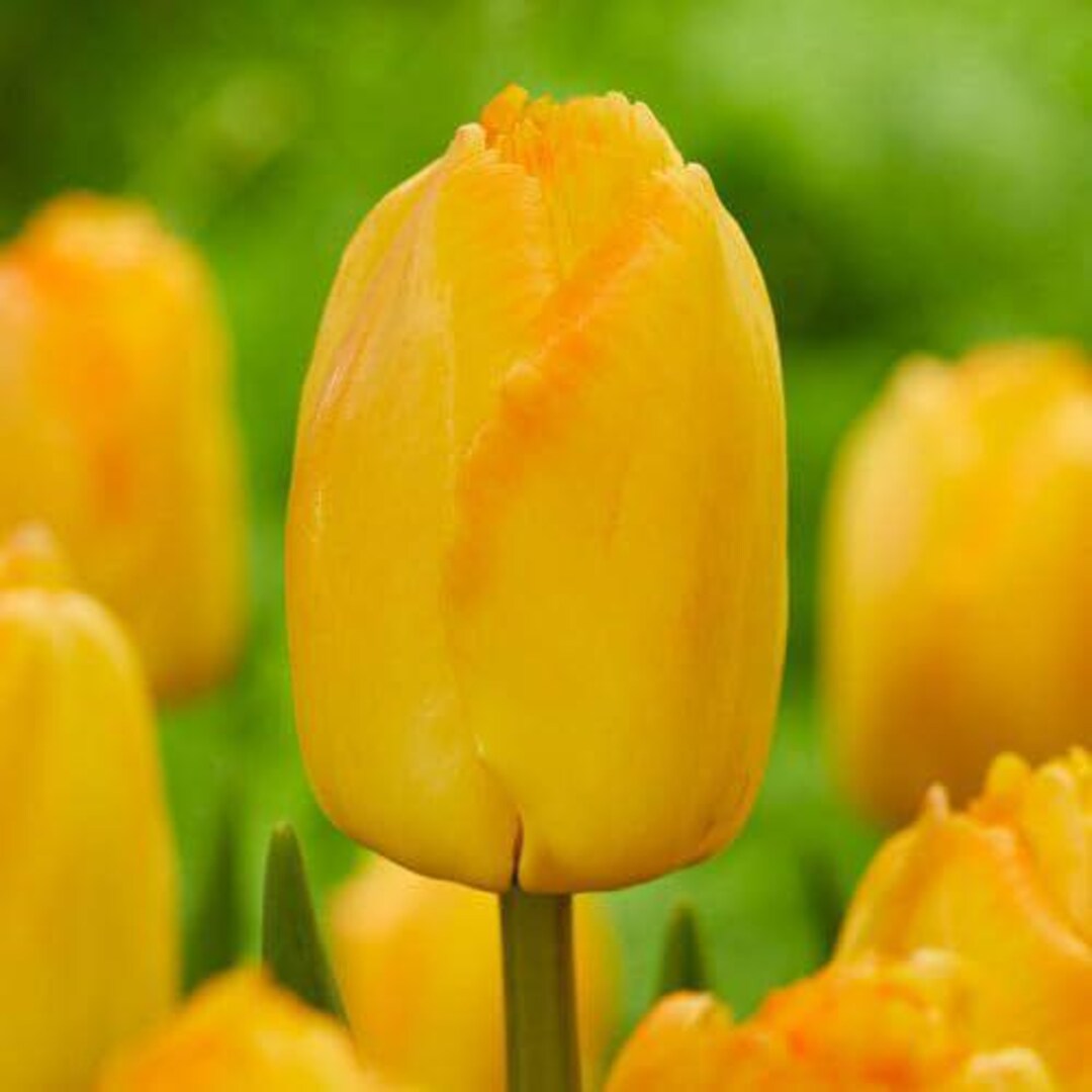 Votaniki Tulip Yellow Pride Bulbs - Large Cheerful Yellow Blooms ...