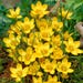 Votanikii Dorothy Crocus Chrysanthus Bulbs - Bright Yellow Blooms for ...