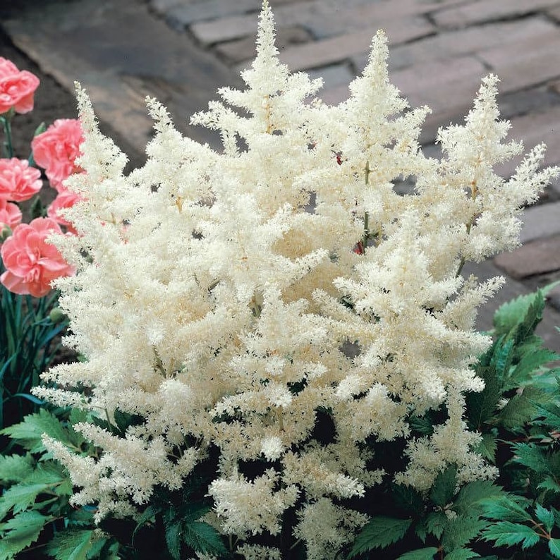 Votaniki Astilbe Mix Roots- Astilbe Mixed Colors | Perennial Astilbe ...