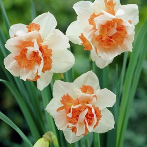 Replete Daffodil Bulbs Top Size Replete Daffodil Flower Bulbs Large ...