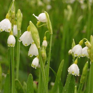 Votaniki Leucojum Aestivum (summer Snowflake) Bulbs - Large Flower ...