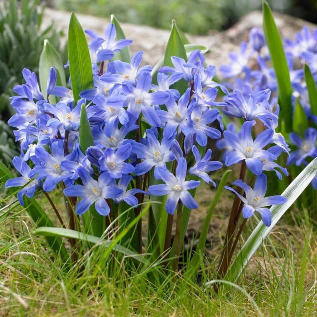 Votaniki Chionodoxa Blue Giant Bulbs - Perfect for Gardens & Containers ...