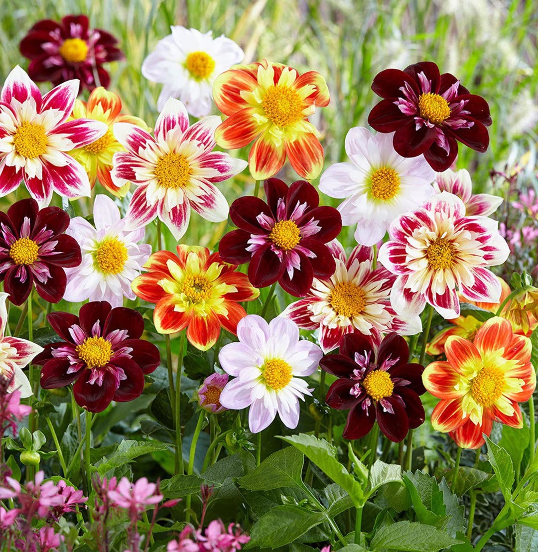Votaniki Collarette Rainbow Dahlia Mix Bulbs for Planting - Dwarf ...