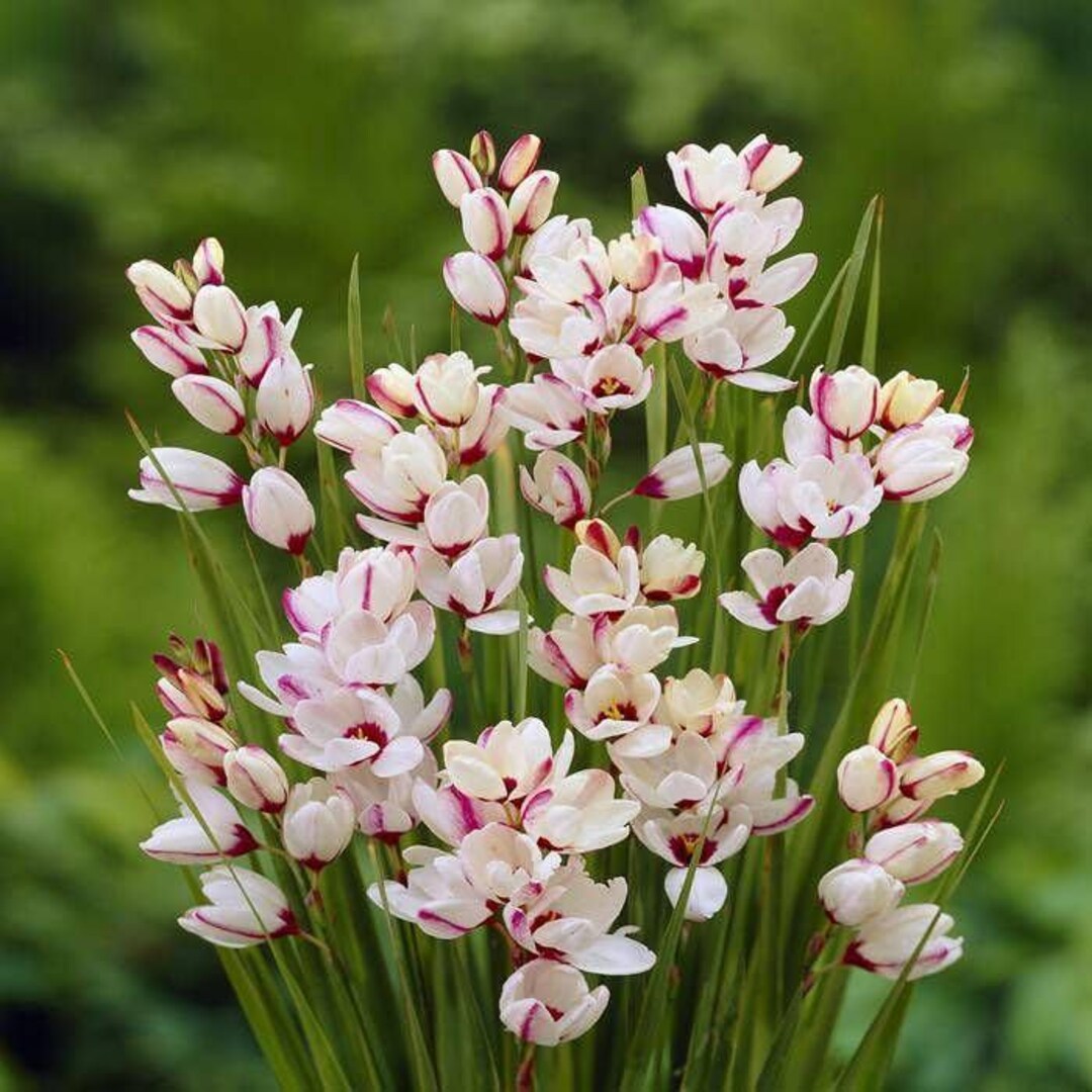 Votaniki Ixia Spotlight Bulbs - Hardy Perennial, Vibrant Fragrant ...