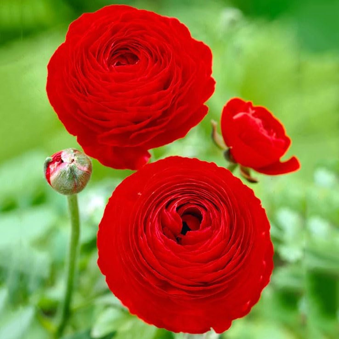 Votaniki Ranunculus Aviv Red "persian Buttercup" - Long Lasting Blooms ...