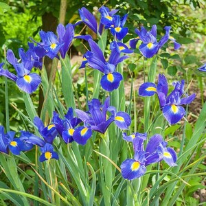 Votaniki Blue Magic Dutch Iris Bulbs Perfect Cut Flower Variety, Blue ...