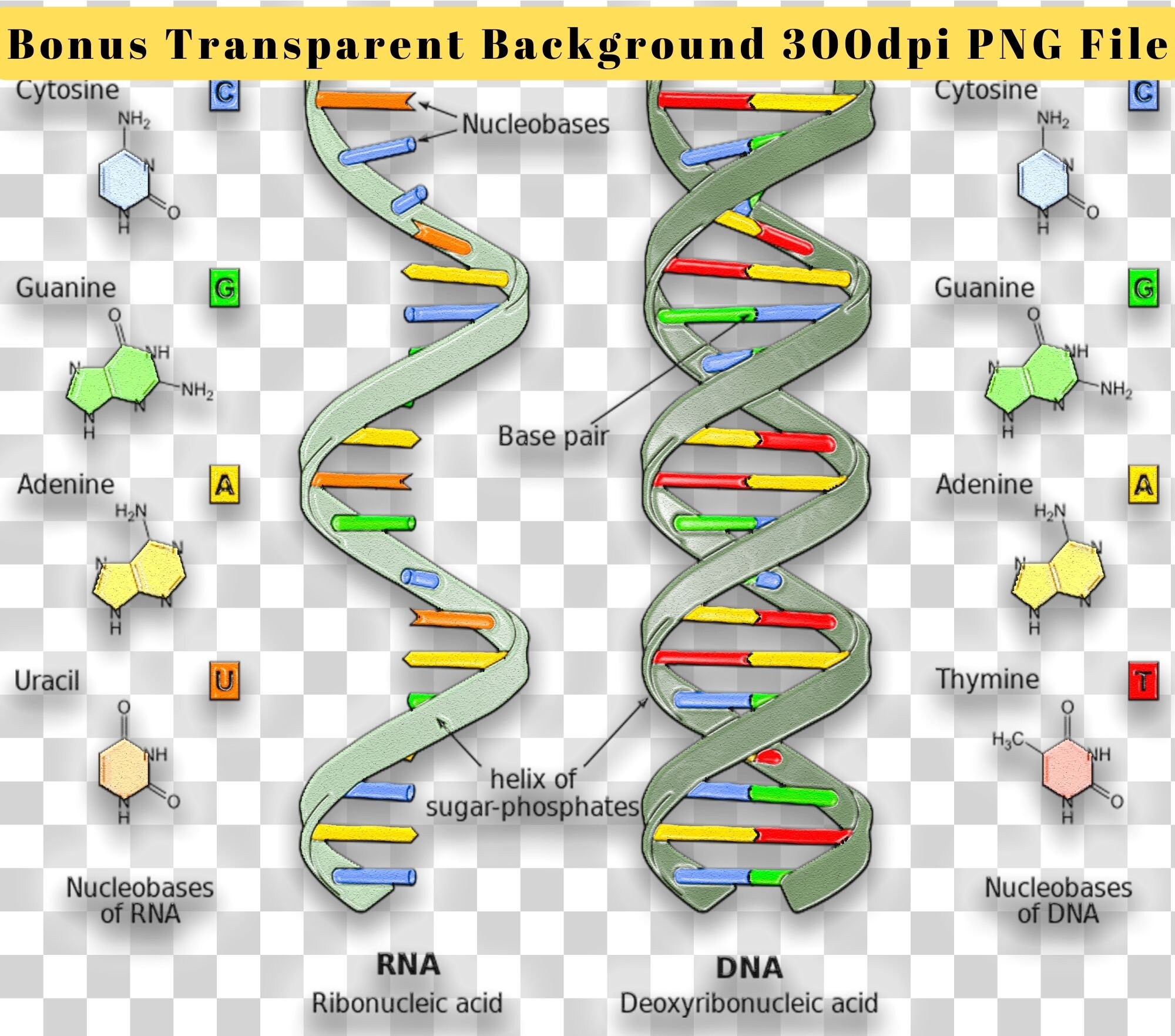3D DNA & RNA Tumbler Wrap Design Png 20oz Skinny Tumbler Sublimation ...