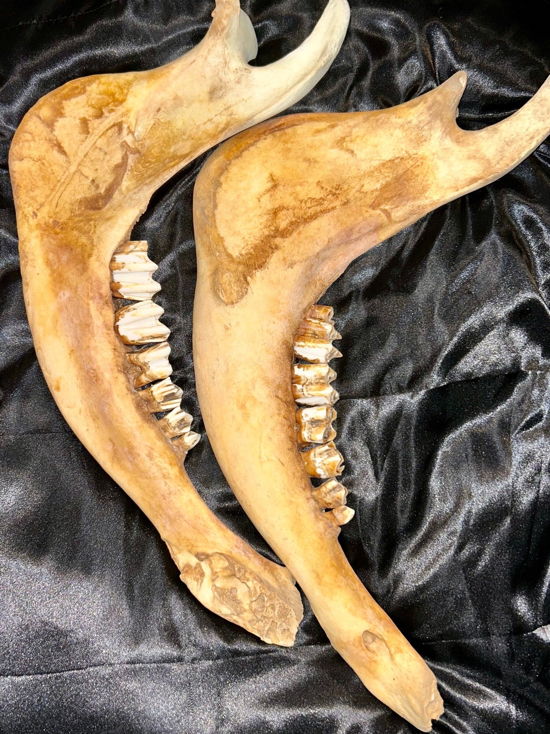 Cow Mandible jawbone - Etsy