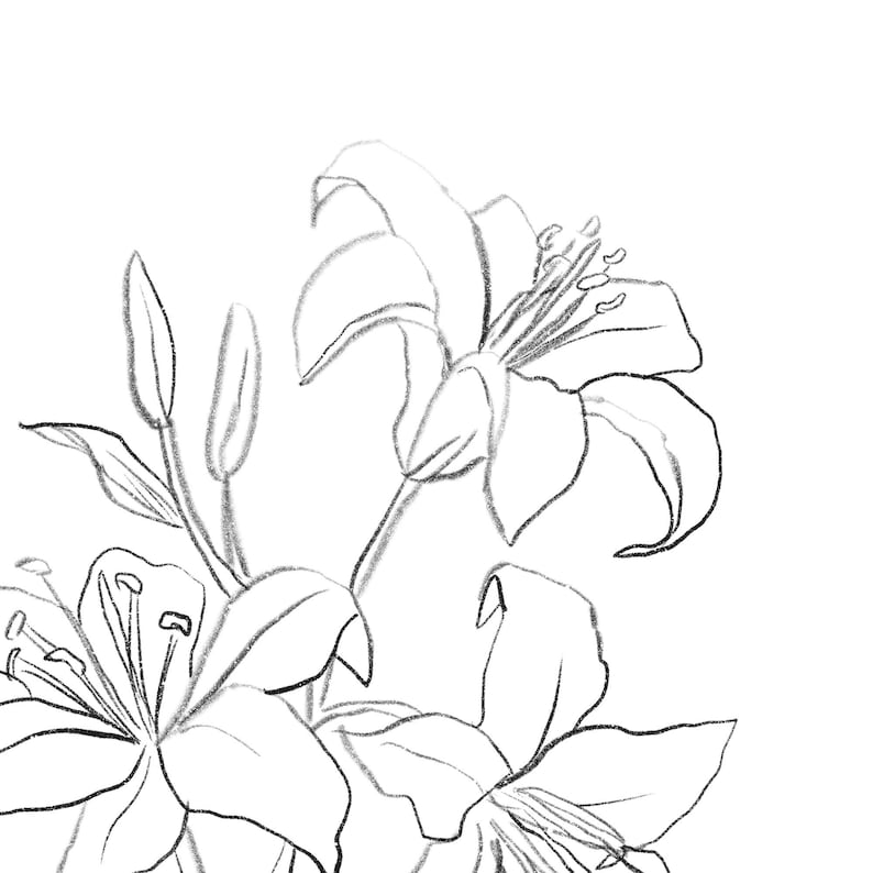 Lily Flower Line Art Botanical Line Art Line Art Prints | Etsy