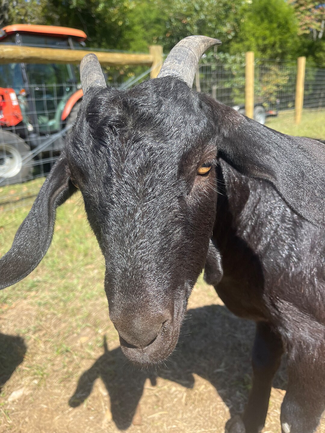 Tracy Custom Goat Family - Etsy