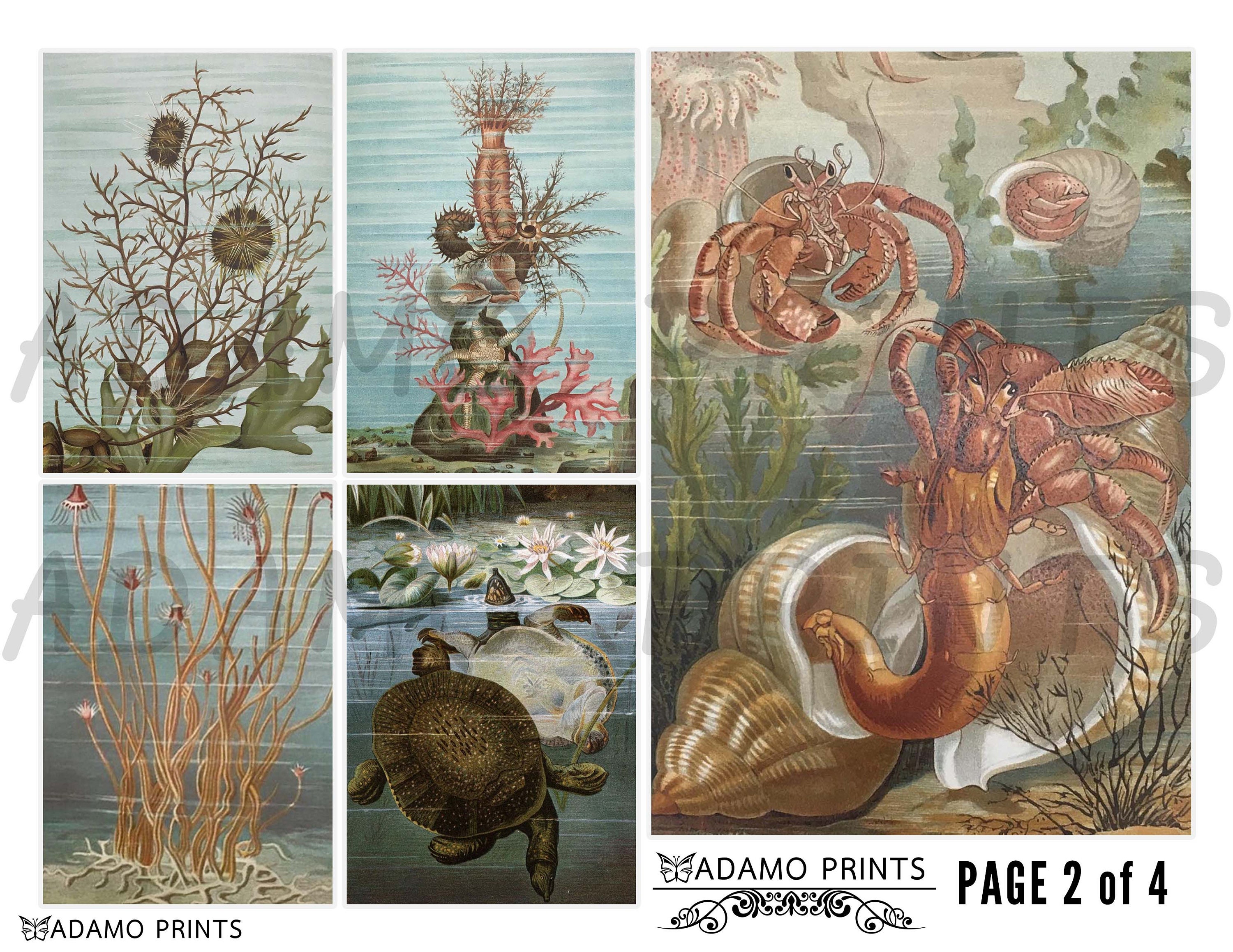 Sea Creature From Brehms Tierleben, Junk Journal Kit, Tiger, Birds, Owl ...
