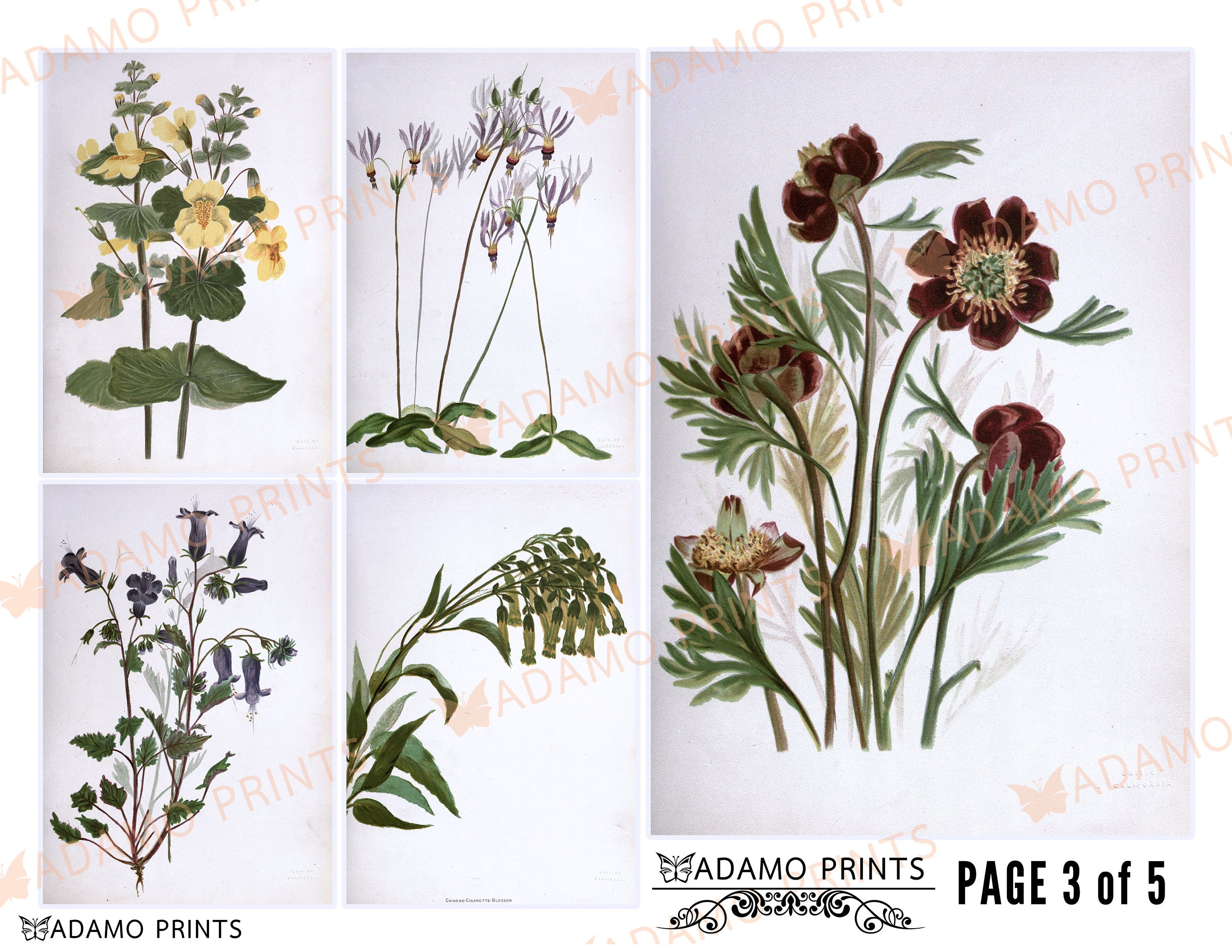 Pacific Wildflowers of the Pacific Coast Digital Images - Etsy