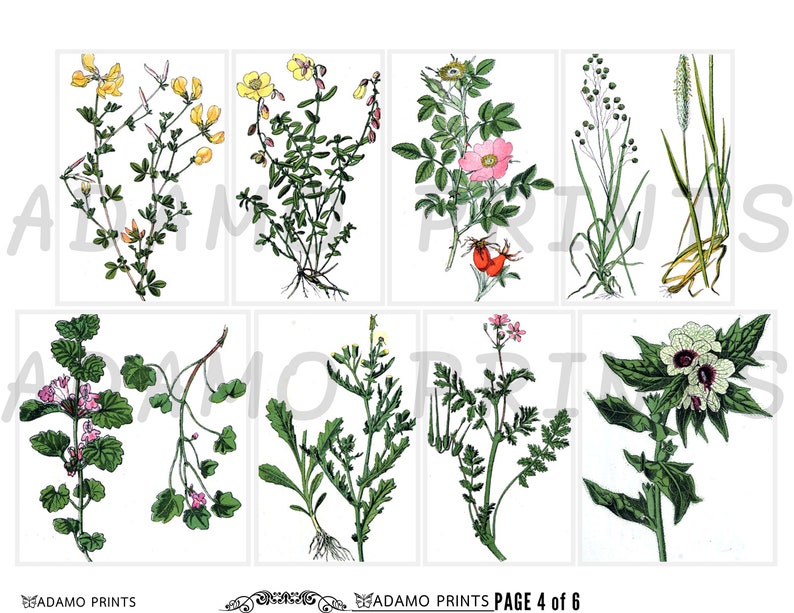 Wayside and Woodland Blossoms Set1, Digital Images, Wildflower ...