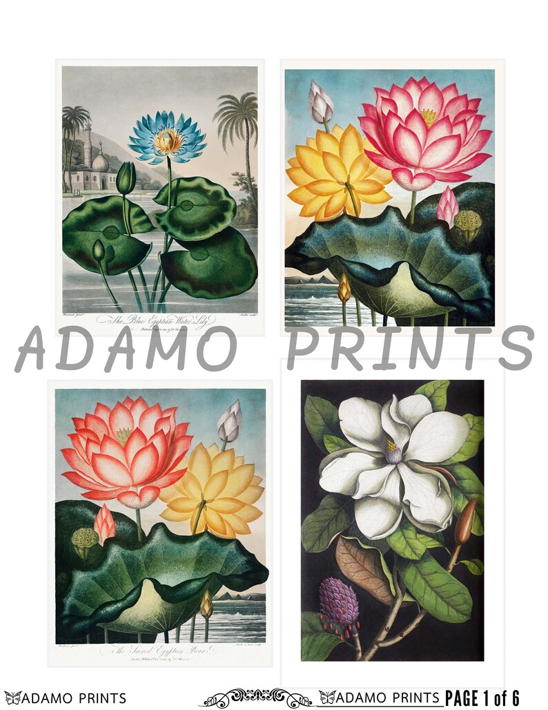 Lilies Set2 Digital Flowers Lily Digital Antique Journal - Etsy