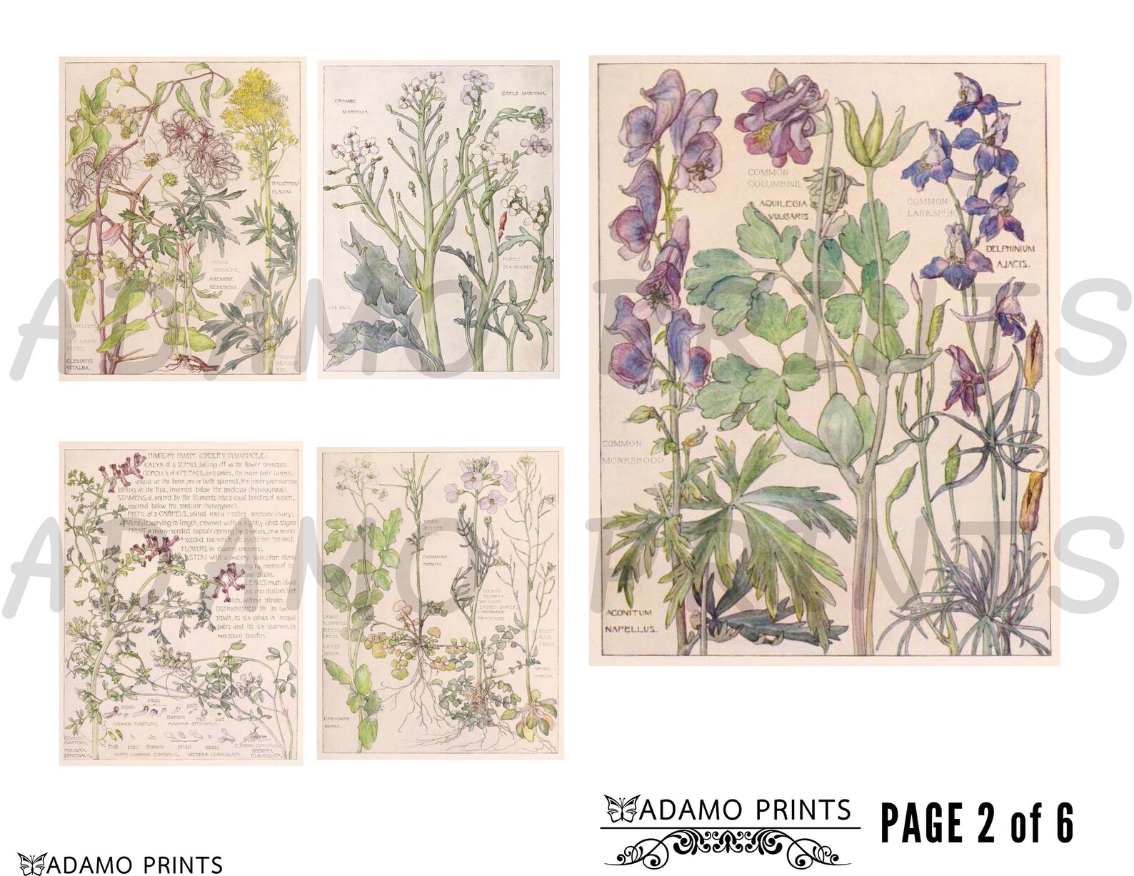 Wildflower Botanical Set1 British Isles Digital Ephemera - Etsy