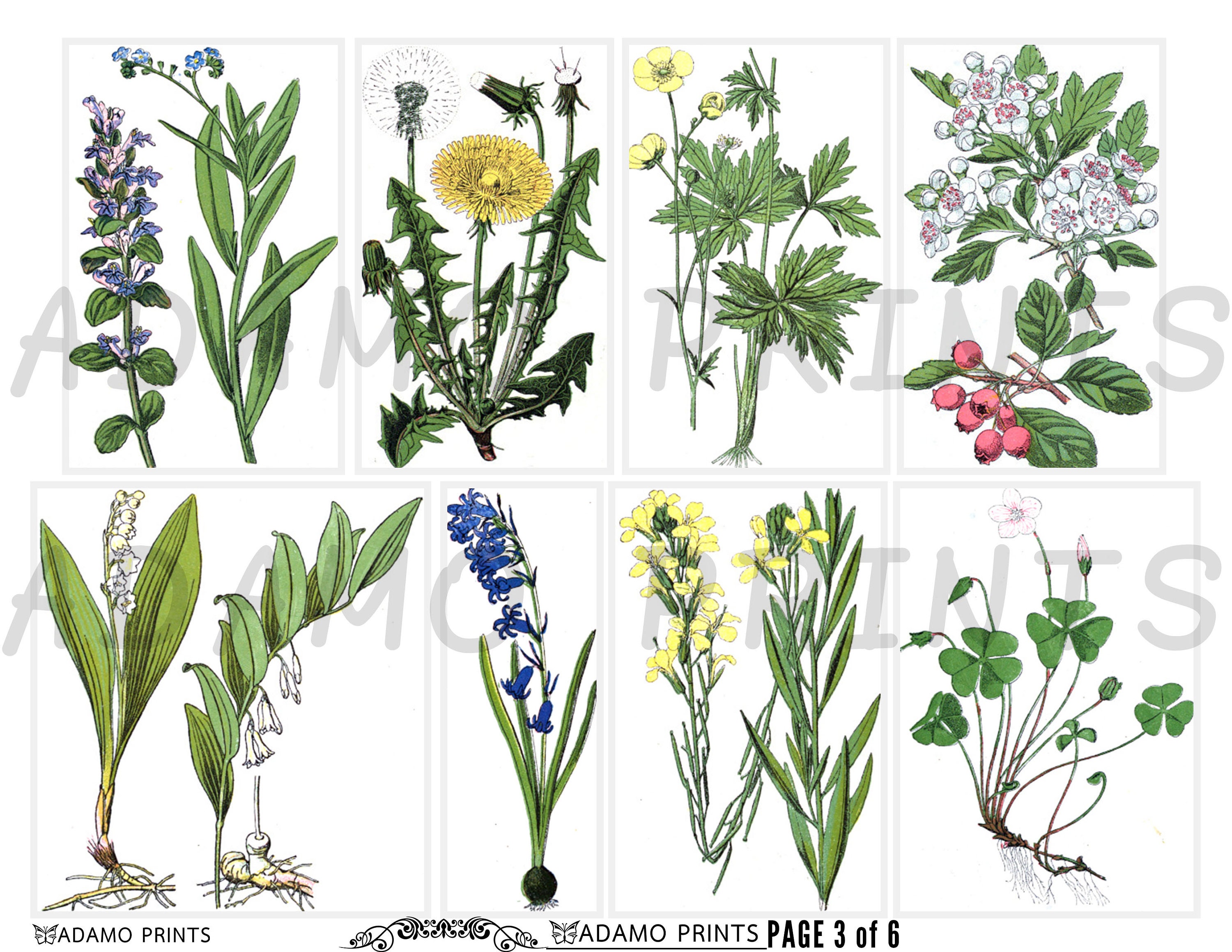 Wayside and Woodland Blossoms Set1, Digital Images, Wildflower ...