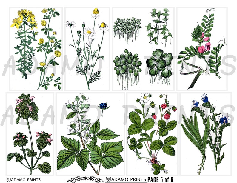 Wayside and Woodland Blossoms Set1, Digital Images, Wildflower ...