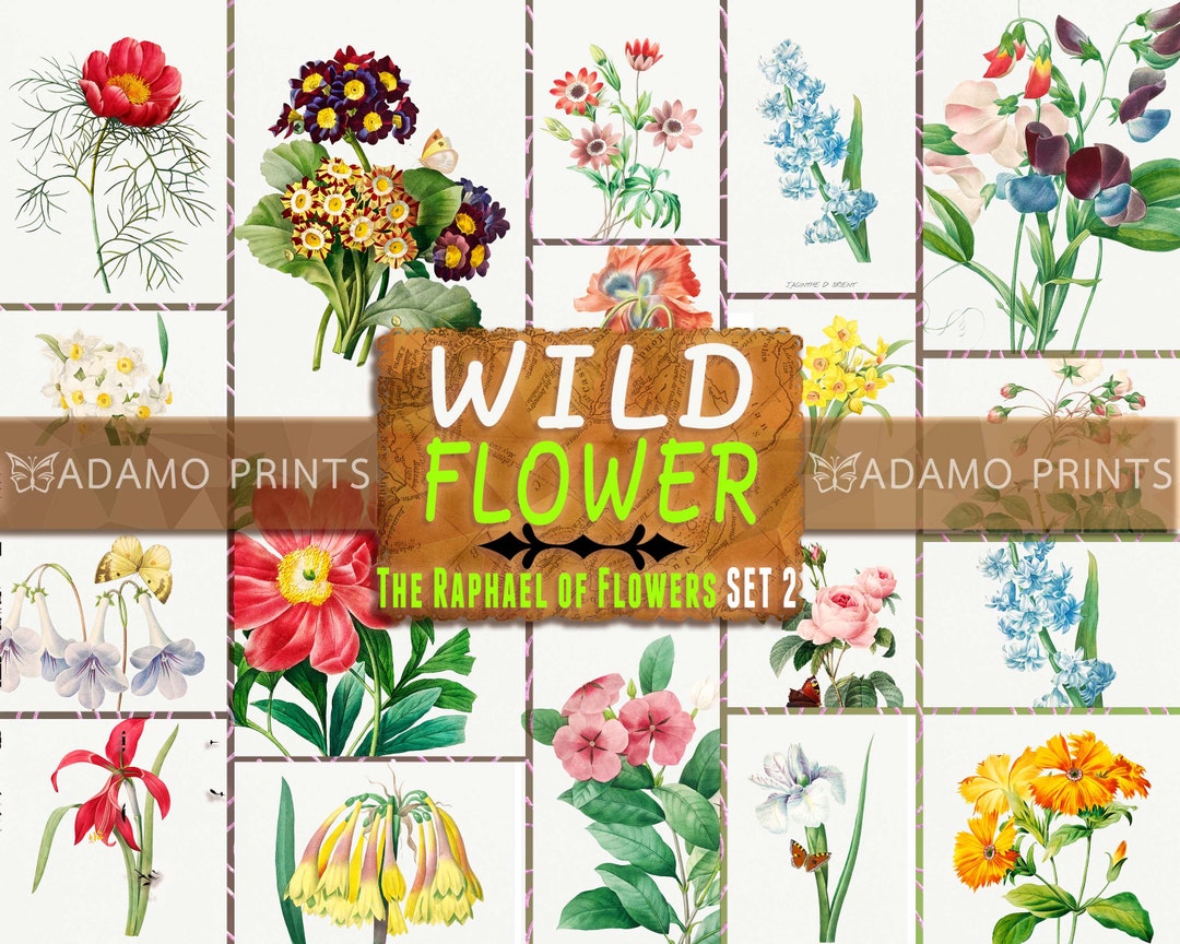 Wildflower, the Raphael of Flowers Set2, Botanical Flowers Digital ...