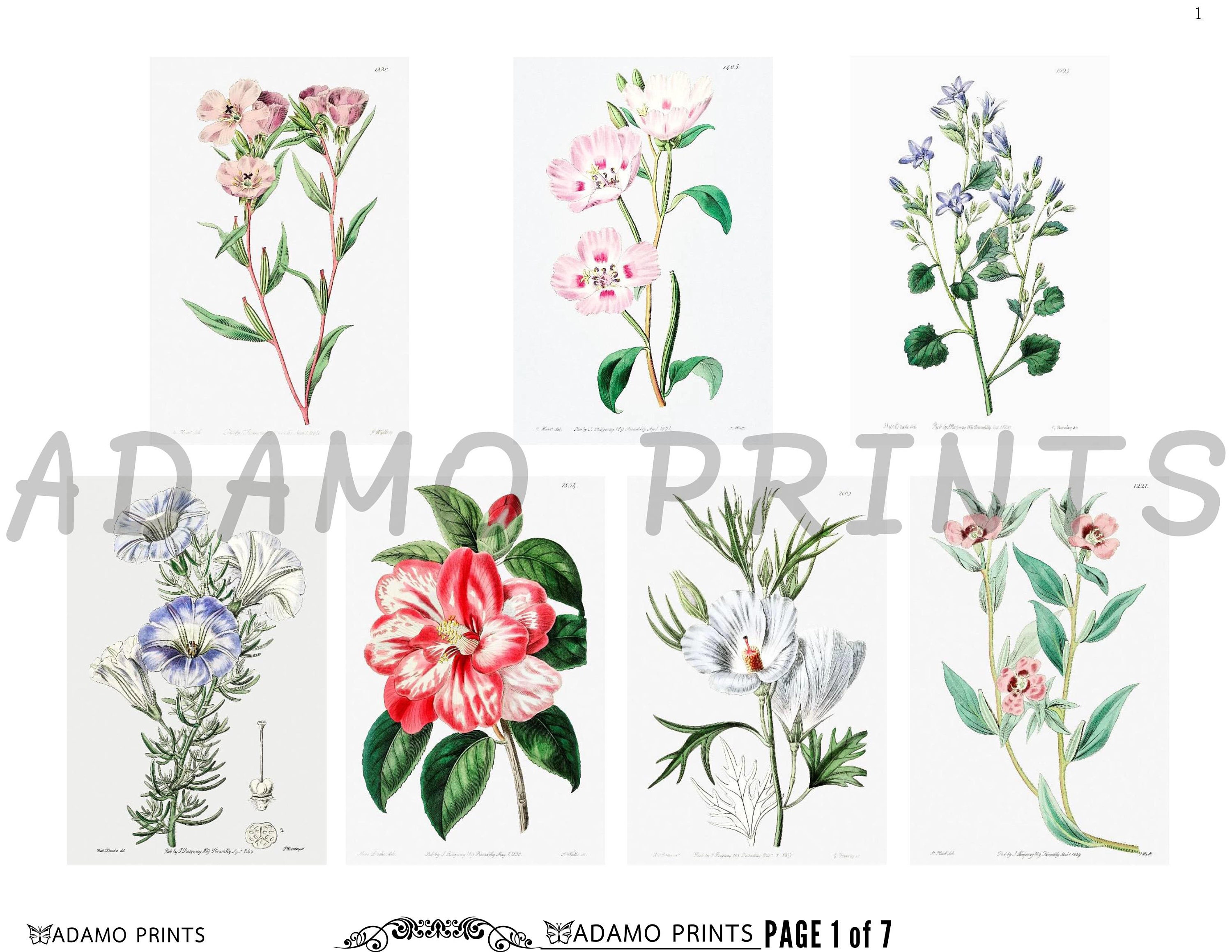 Vibrant Flower Set1 Botanical Digital Ephemera Classics - Etsy