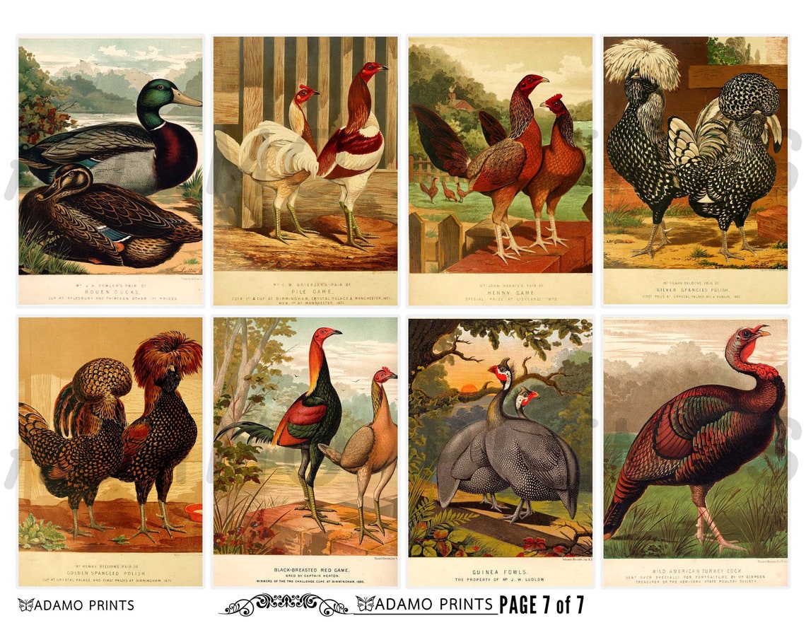 Fancy Victorian Poultry by Lewis Wright Vintage Farm Animal | Etsy