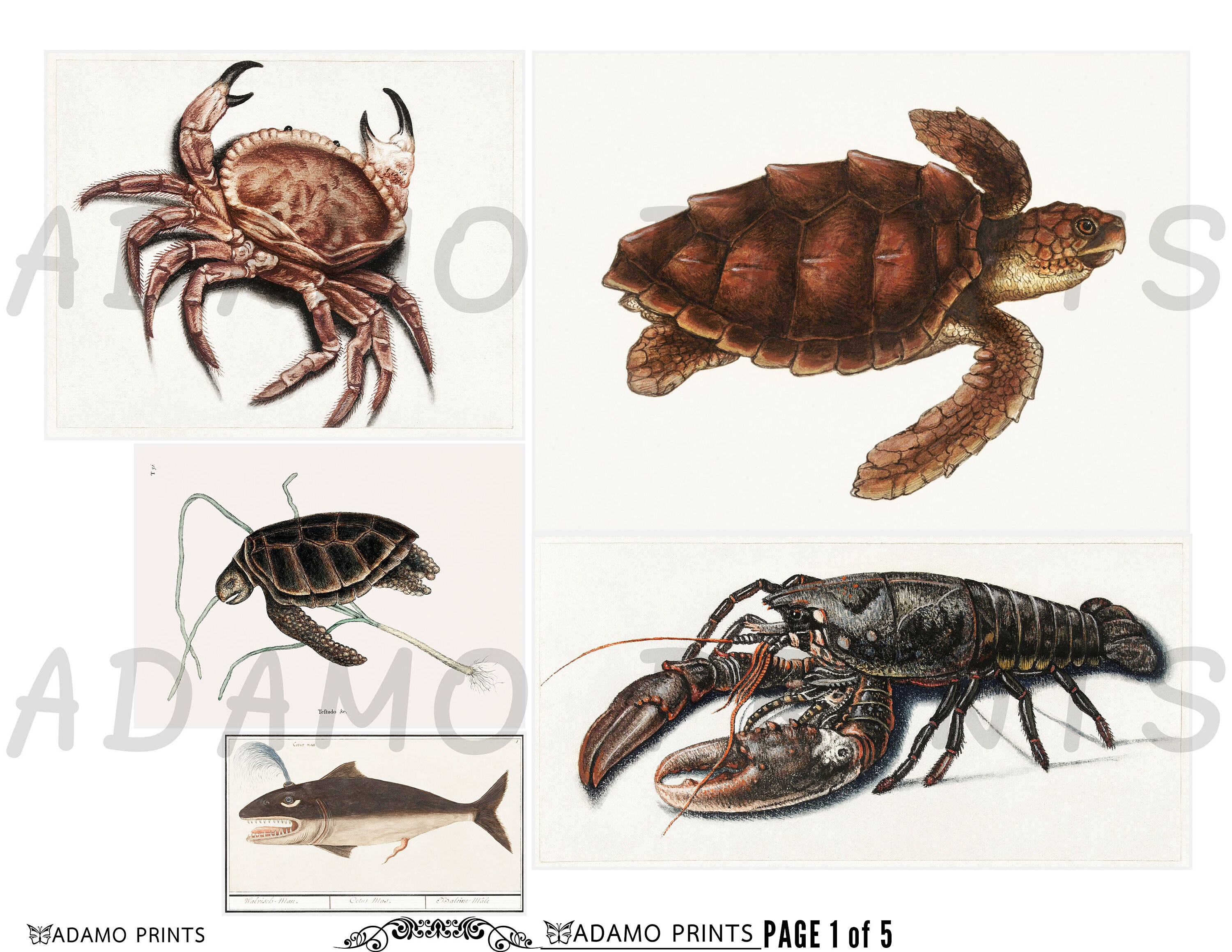Sea Journal, Digital Ephemera, Science, Turtle, Crab, Fish, Seahorse ...