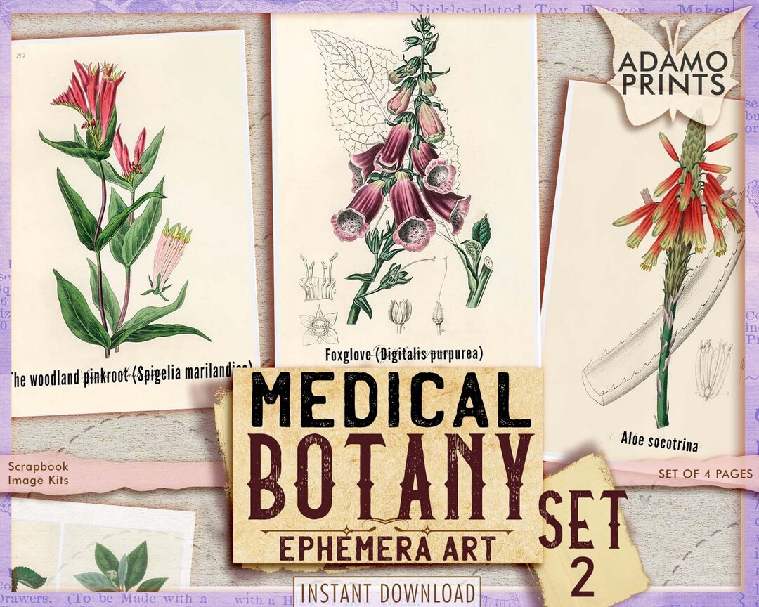 Medical Botany Set2, Printable Images, Vintage Art, Digital Ephemera ...