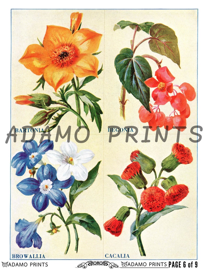 Watercolor Flower Garden Set2 Ephemera Flower Digital Image - Etsy