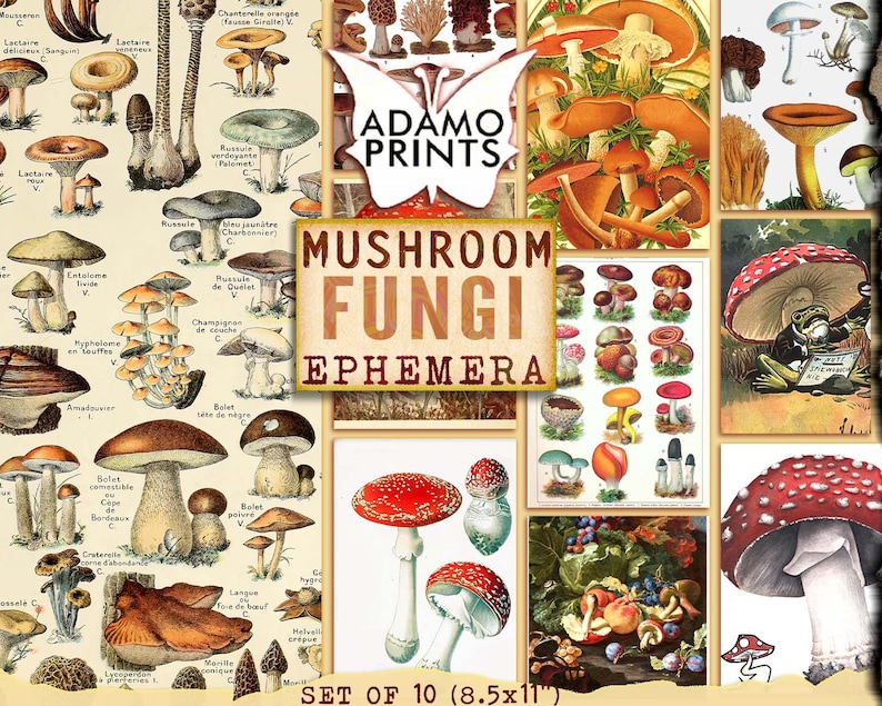 Mushroom Fungi Printable Mushrooms Toadstool and Mushroom - Etsy