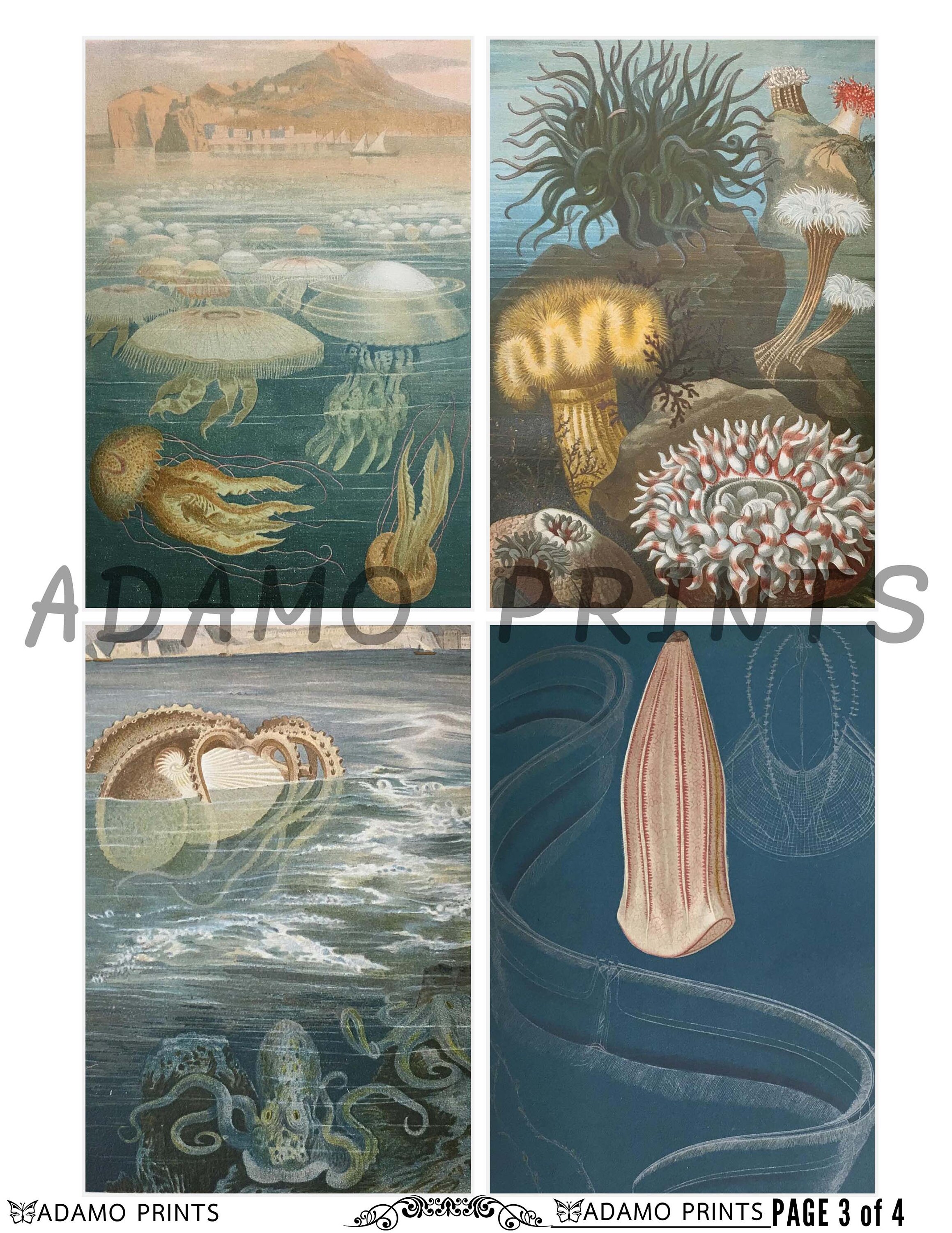 Sea Creature From Brehms Tierleben, Junk Journal Kit, Tiger, Birds, Owl ...
