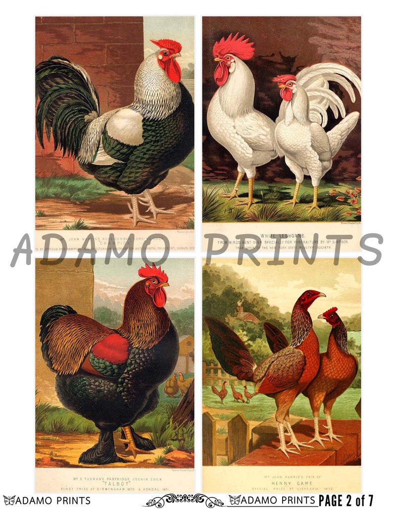 Fancy Victorian Poultry by Lewis Wright Vintage Farm Animal - Etsy